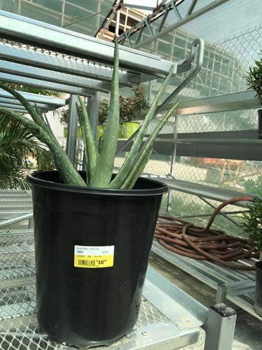 Departments - ALOE VERA - 3 GALLON