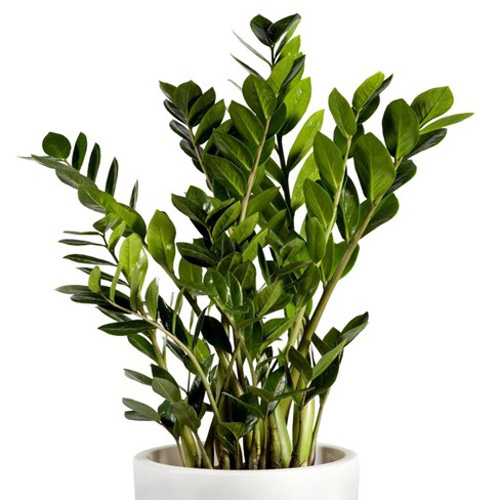 Departments - ZIZI PLANT - 7 GALLON